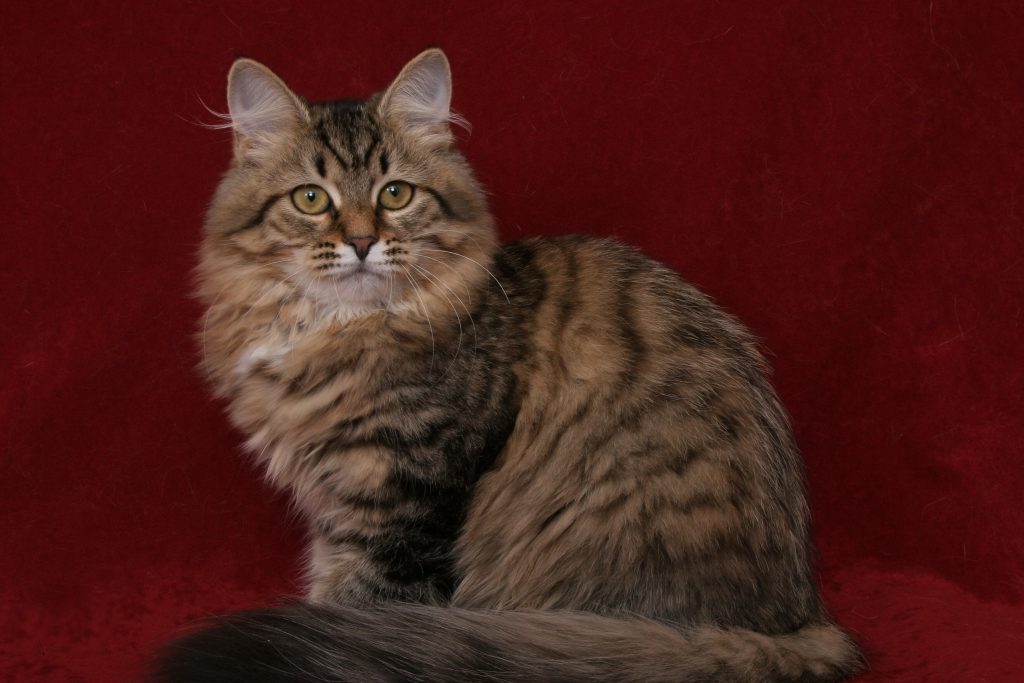 Sibirisk katt | Allt du behöver veta om det omtyckta husdjuret 🥇